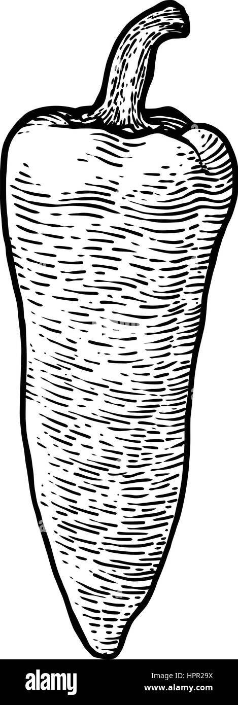 Paprika isolated vector vectors Black and White Stock Photos & Images ...
