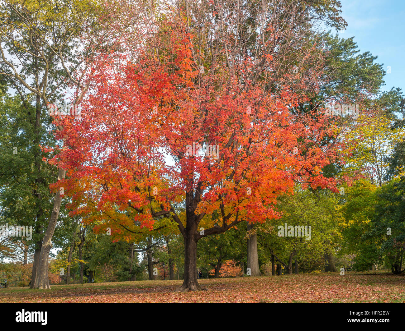 Central Park, New York City in autumn with fall foliage Stock Photo - Alamy