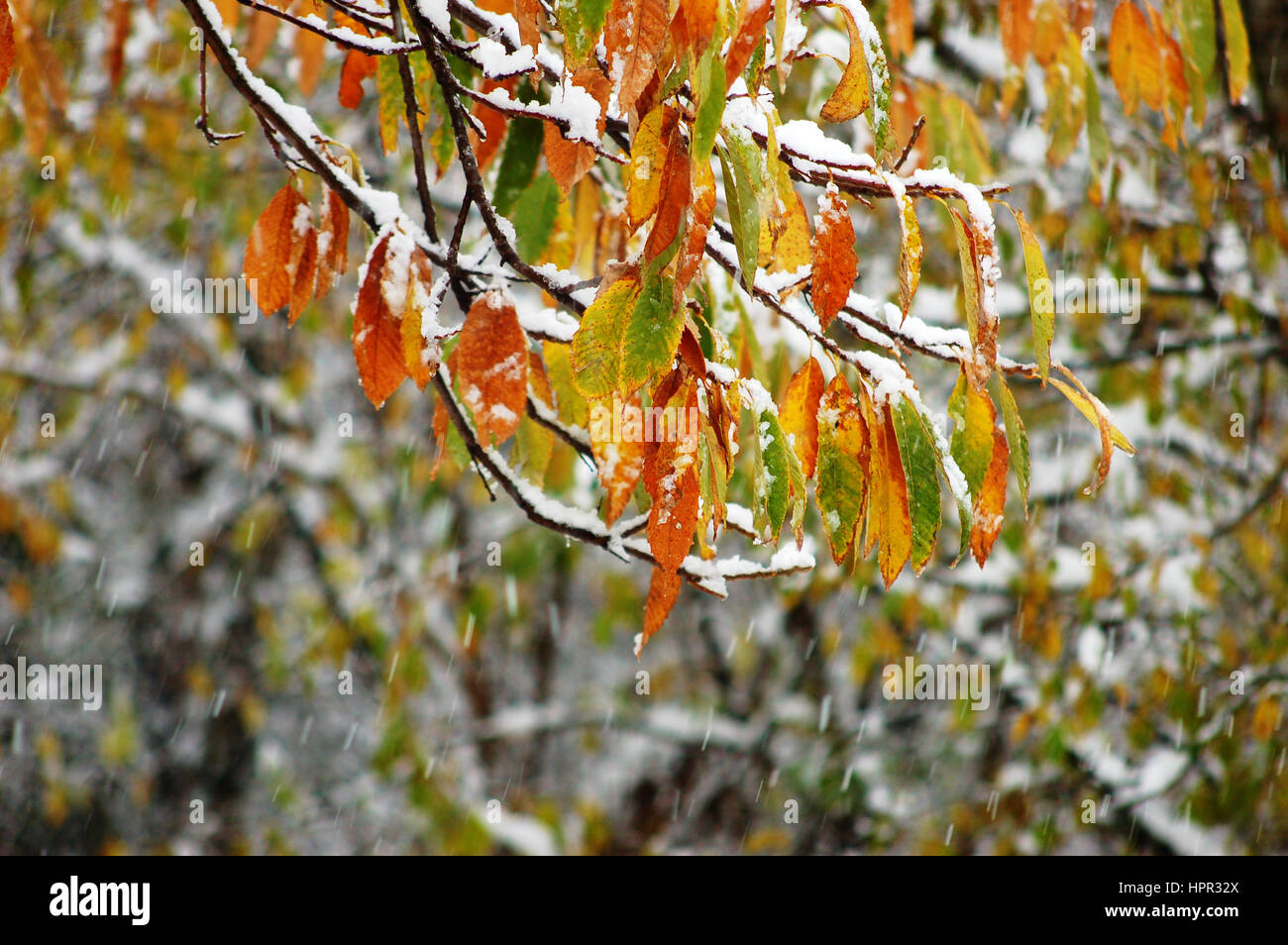 The first snow hi-res stock photography and images - Alamy