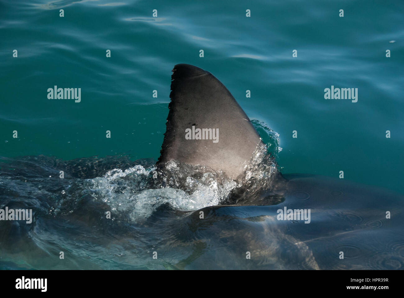 South african great white sharks hi-res stock photography and images ...