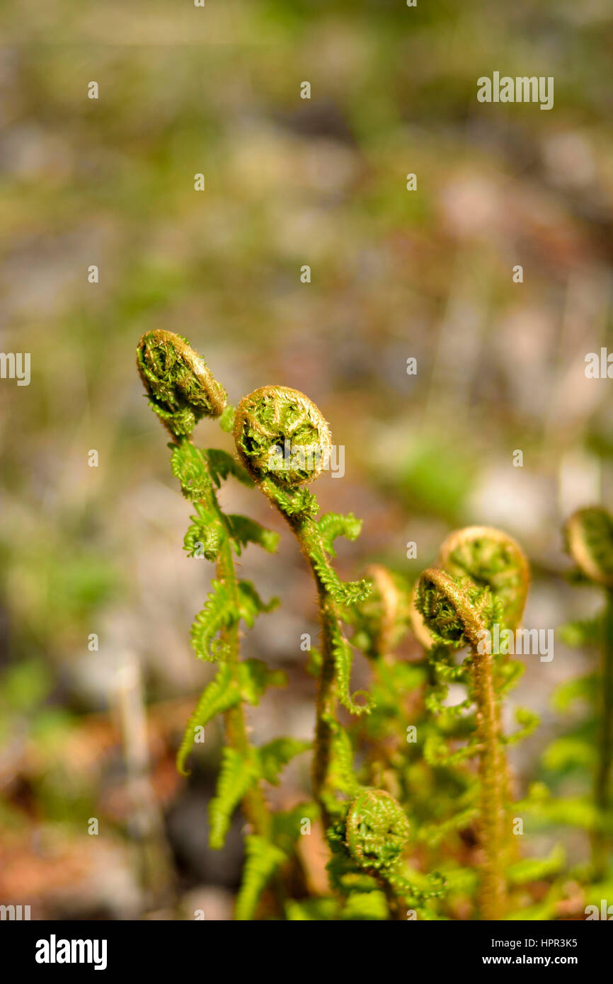 Fern shoots hi-res stock photography and images - Alamy