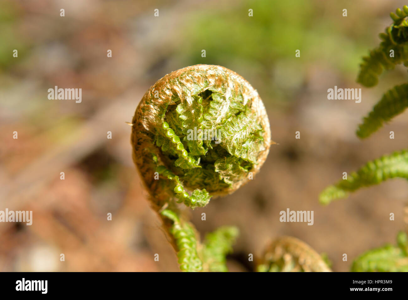the young shoots of fern rolled into spirals Stock Photo - Alamy