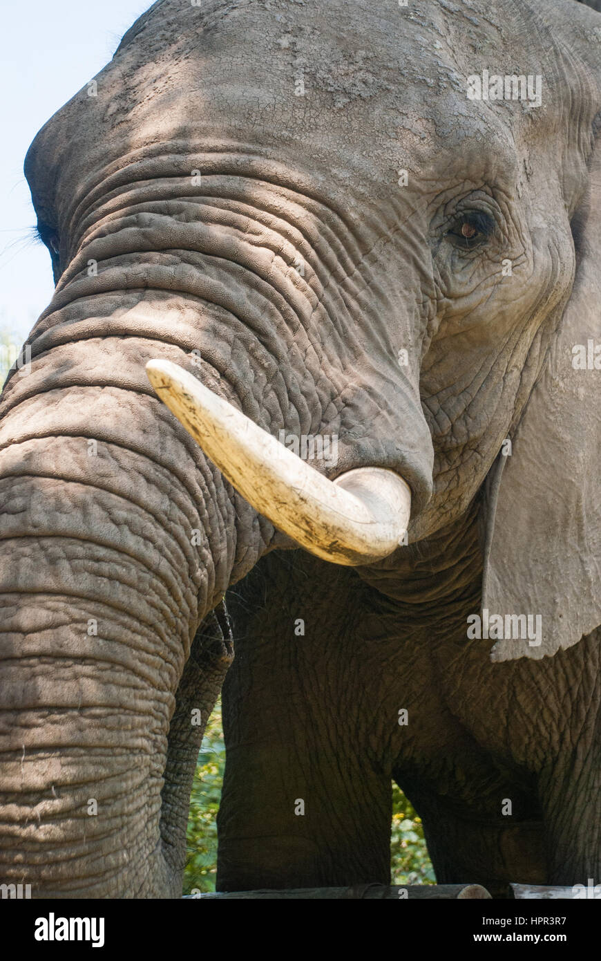 Close up of an elephants face in a game reserve in south Africa] Stock ...