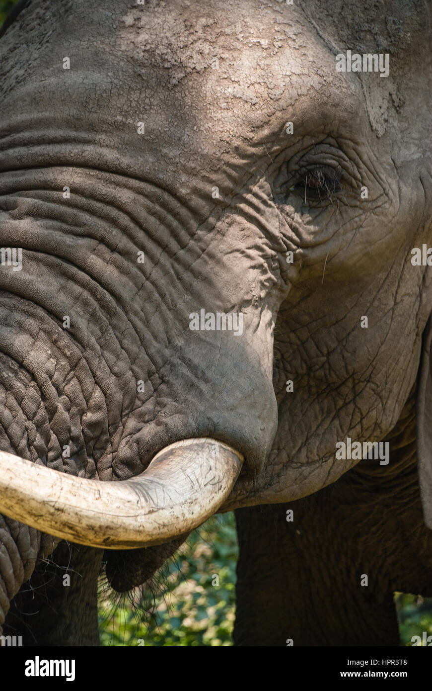 Close up of an elephants face in a game reserve in south Africa] Stock ...