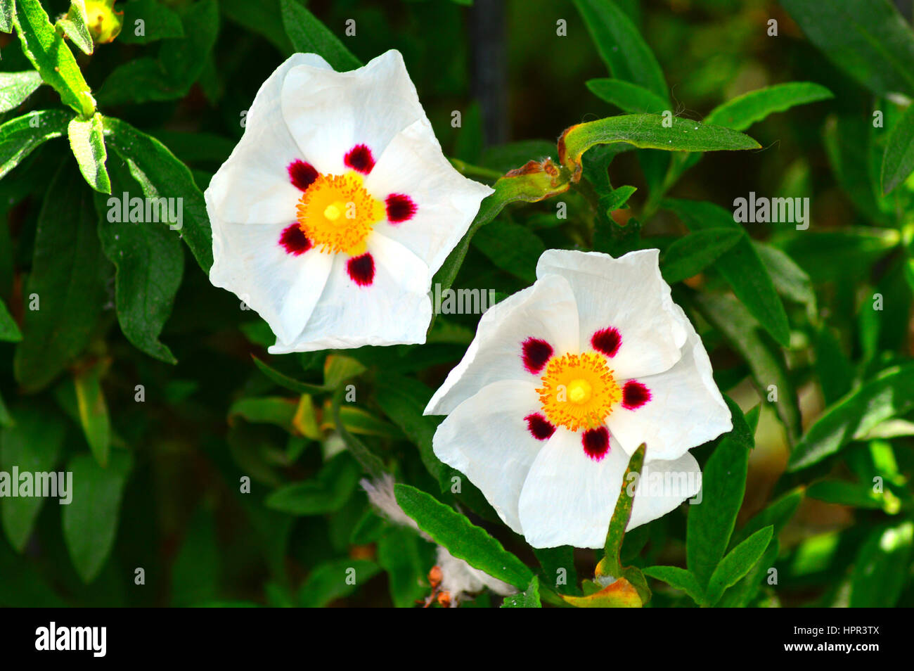 Rock Rose - Cistus × purpureus 'Alan Fradd' Stock Photo - Alamy
