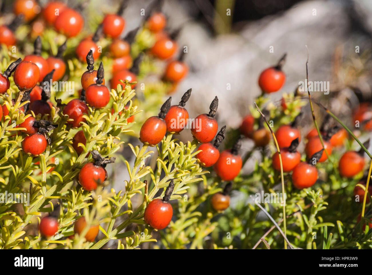 Red Beries High Resolution Stock Photography and Images - Alamy