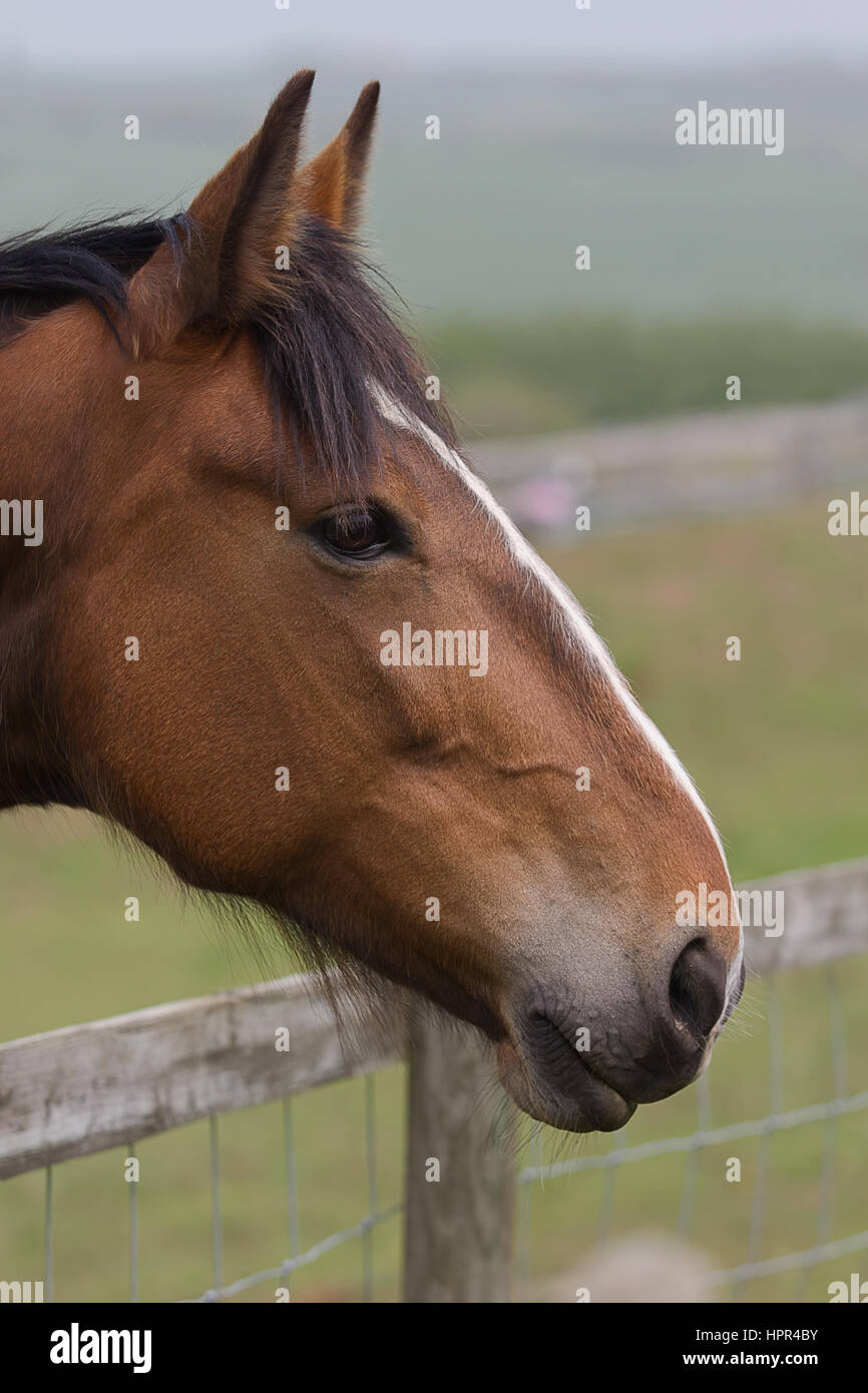 photo portrait of a beautiful little chestnut pony looking at something ...