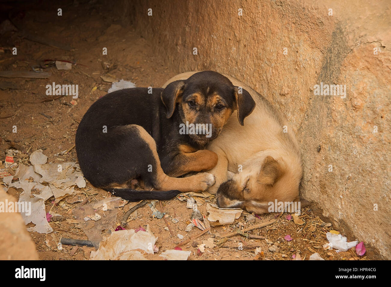 Feral puppies hi-res stock photography and images - Alamy