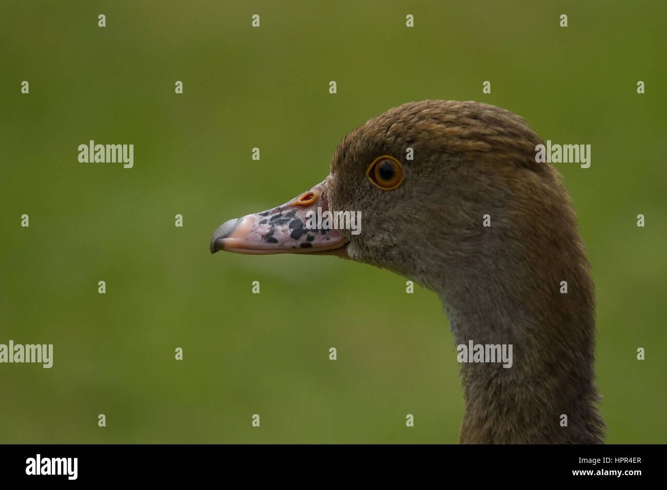 photo portrait of a Wandering (whistling) duck Stock Photo - Alamy