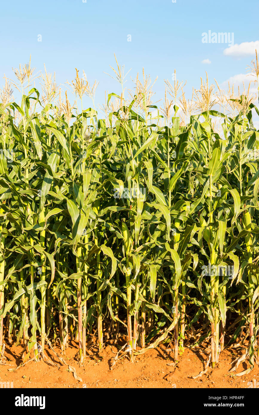 A green Maize crop seen in Zimbabwe Stock Photo - Alamy