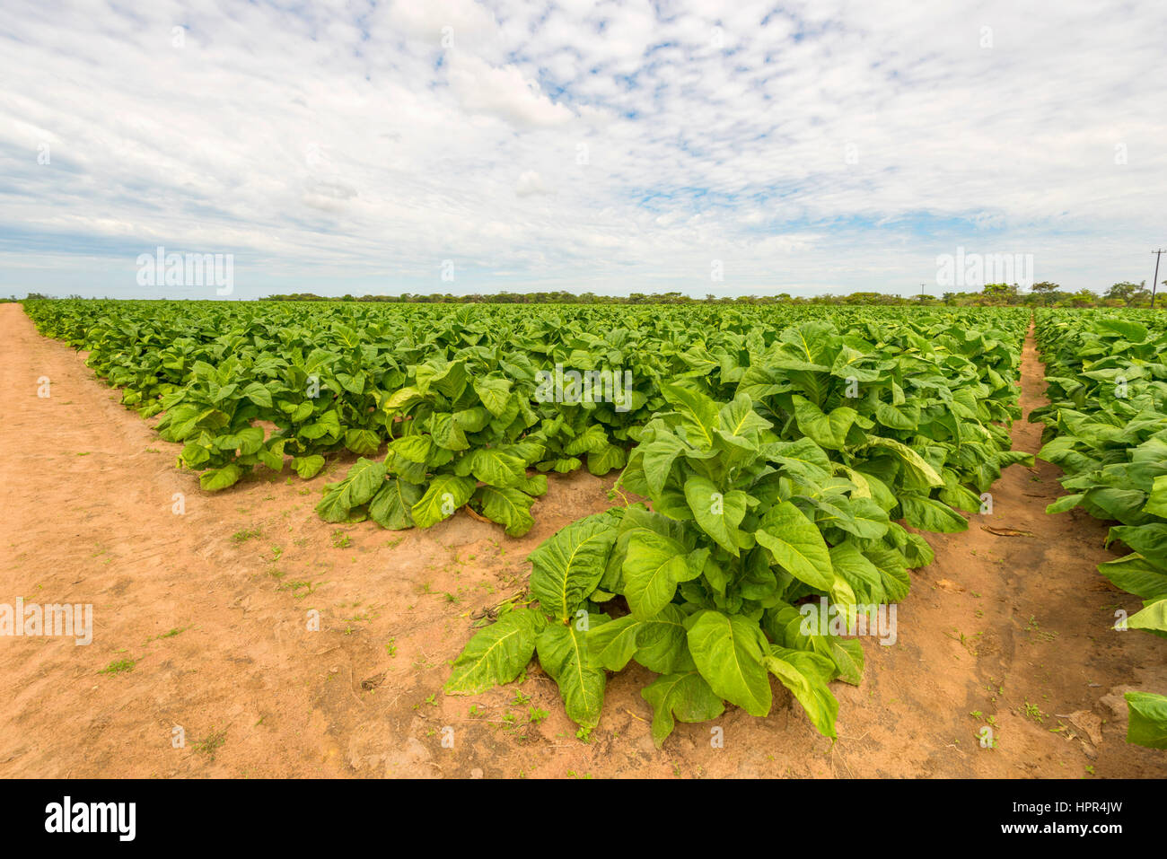 A commercial tobacco crop seen near Harare, Zimbabwe Stock Photo - Alamy
