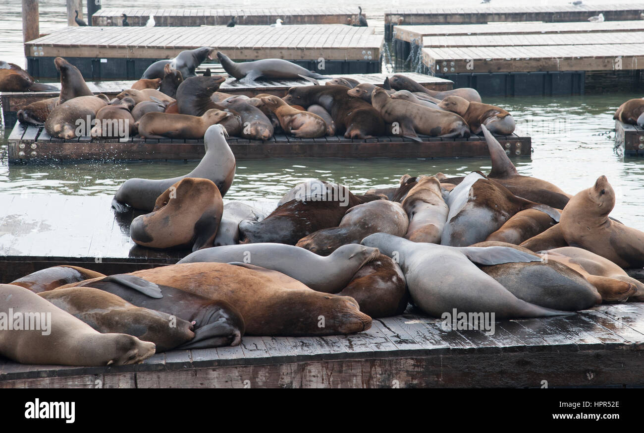 Animals seals hi-res stock photography and images - Alamy