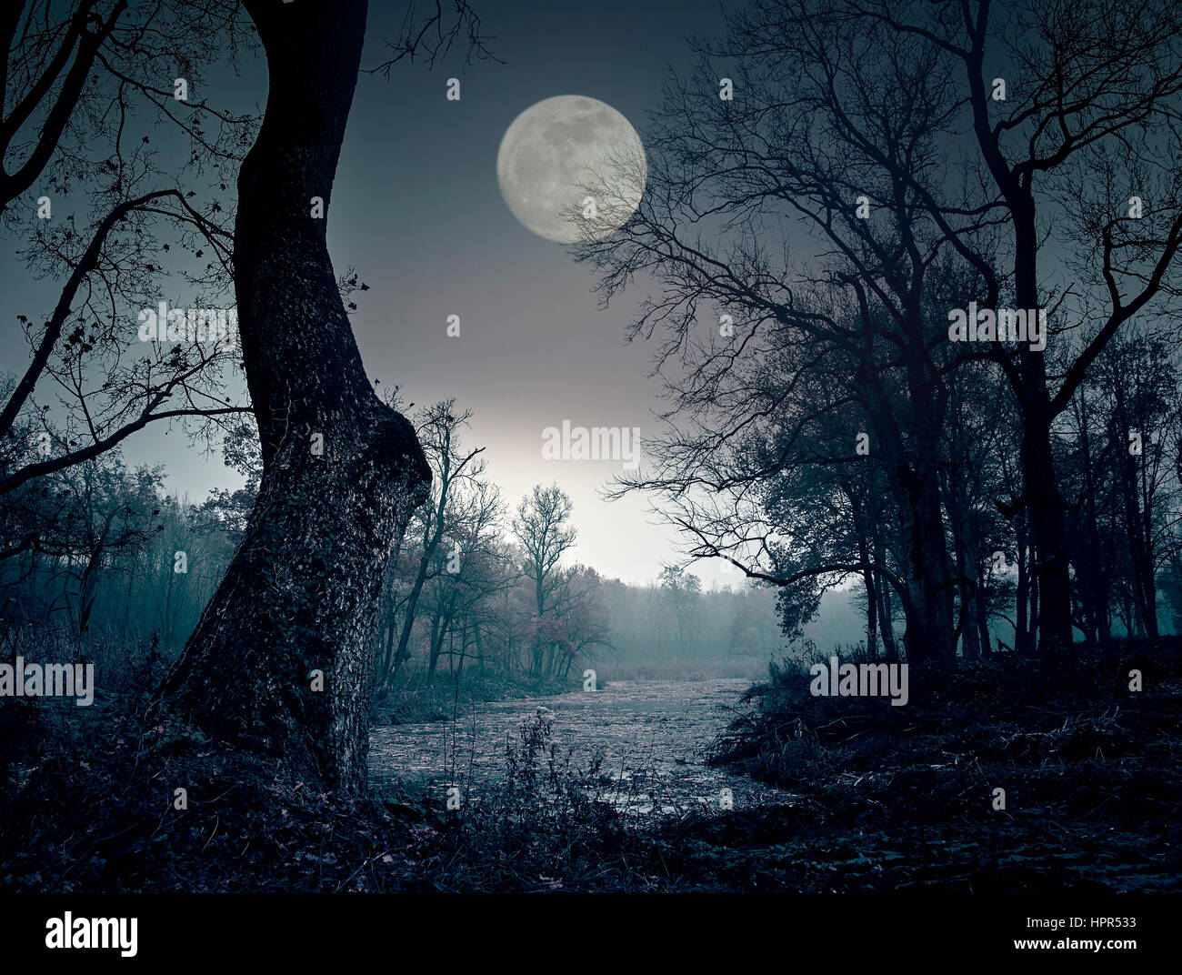 Forest Full Moon Wallpaper