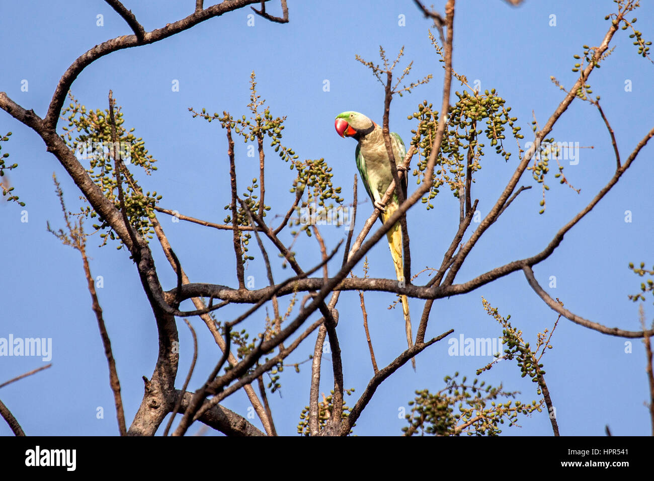 Alexandrine parakeet hi-res stock photography and images - Alamy