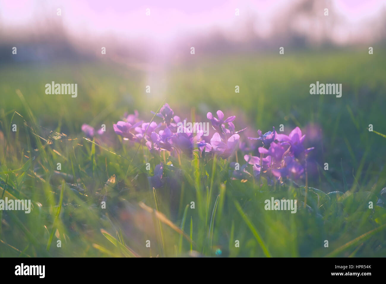 Spring background hi-res stock photography and images - Alamy