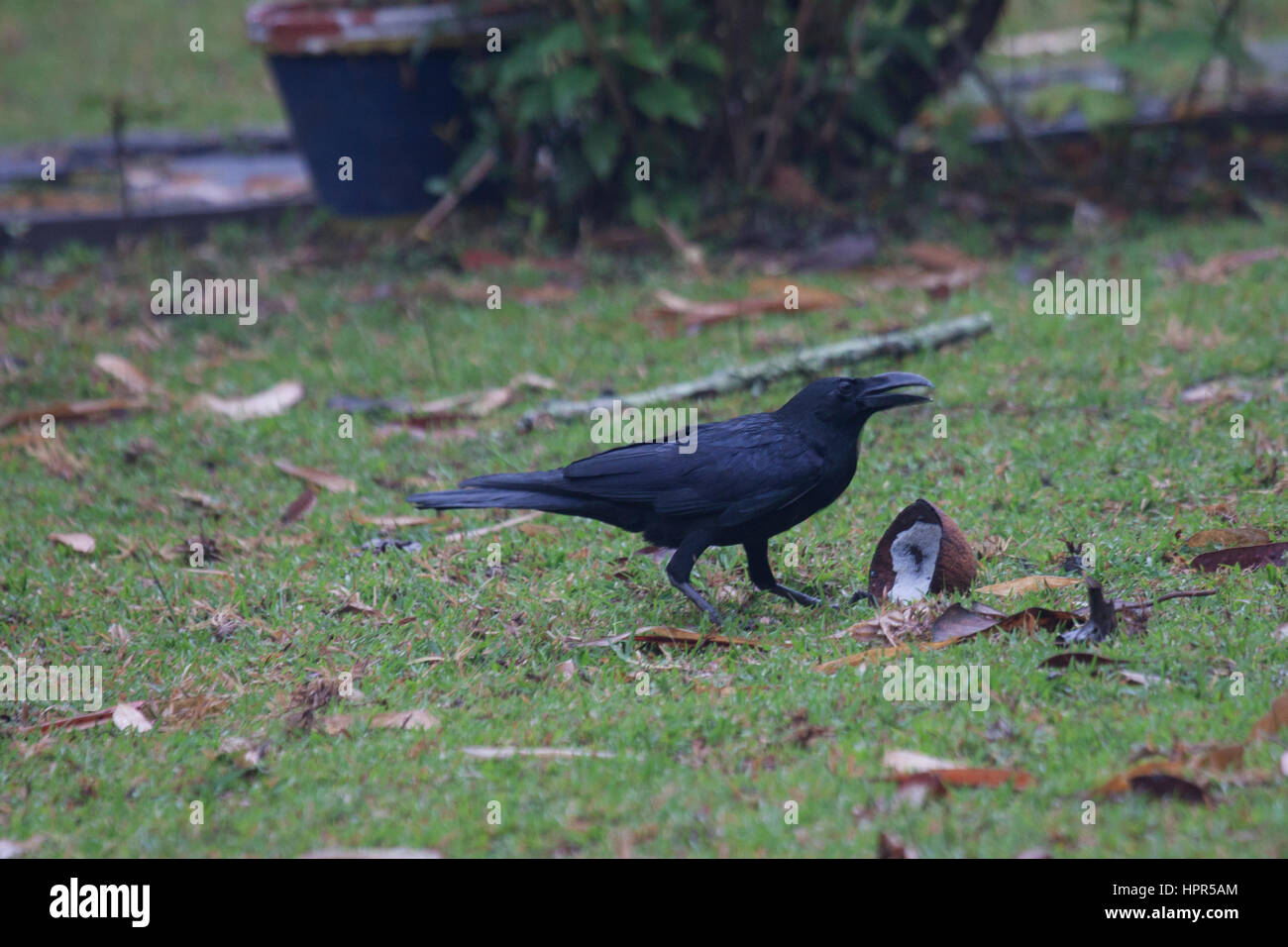 Crow eating hi-res stock photography and images - Alamy