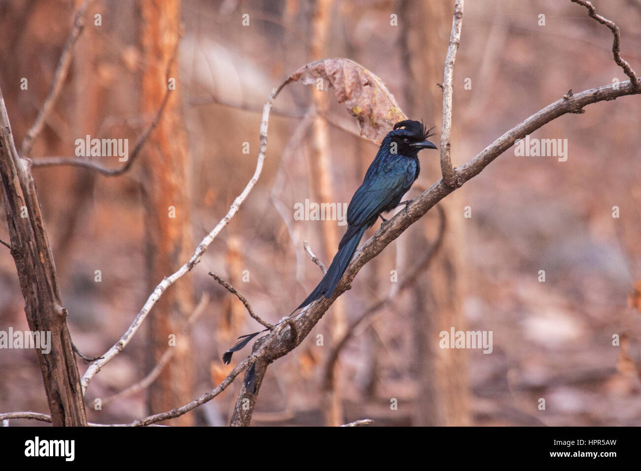 Racket tailed drongo hi-res stock photography and images - Alamy