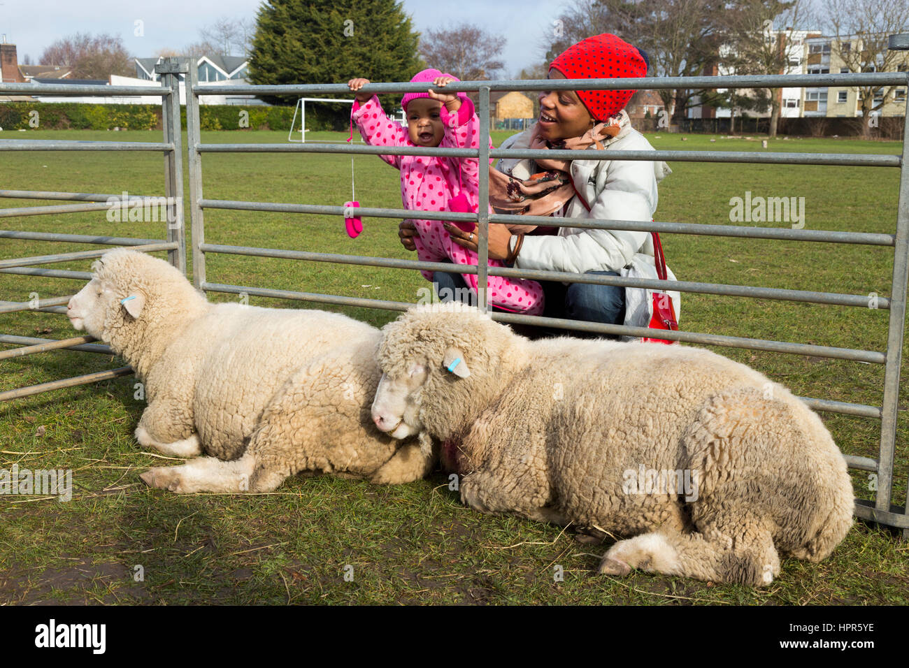A woman and child / toddler meeting two young sheep lamb / lambs during ...
