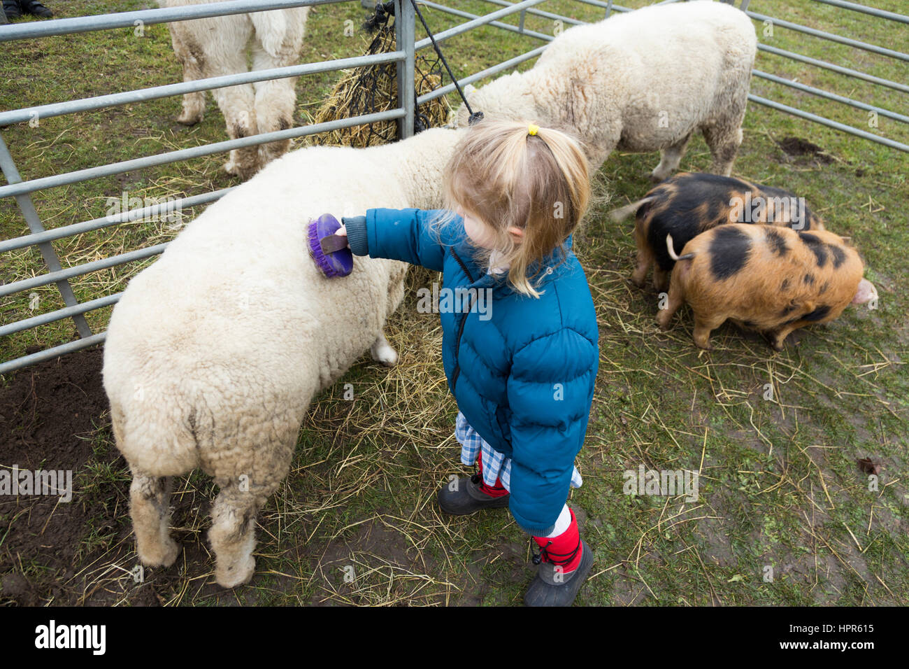 A two year old child / toddler stroking and brushing a young goat / kid ...