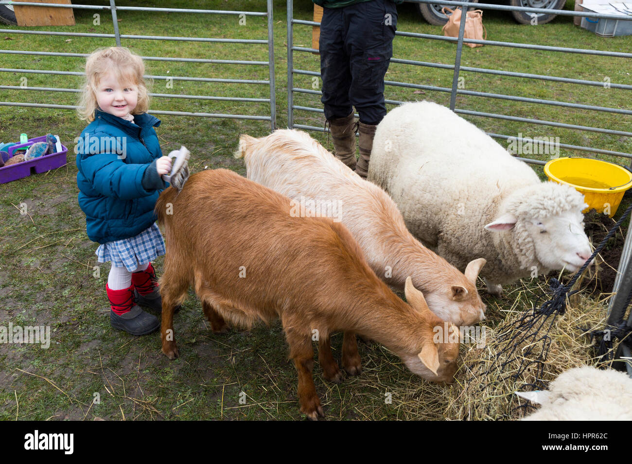 A two year old child / toddler stroking and brushing a young goat / kid ...