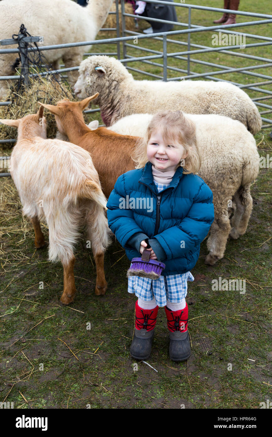 A two year old happy smiling child / toddler with young goats kid and ...