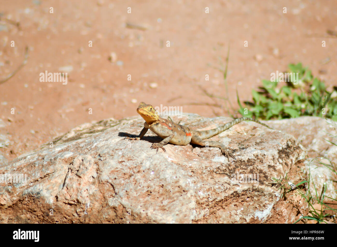 Lizard of all colors on a trunk in a garden of Mombasa in Kenya Stock ...