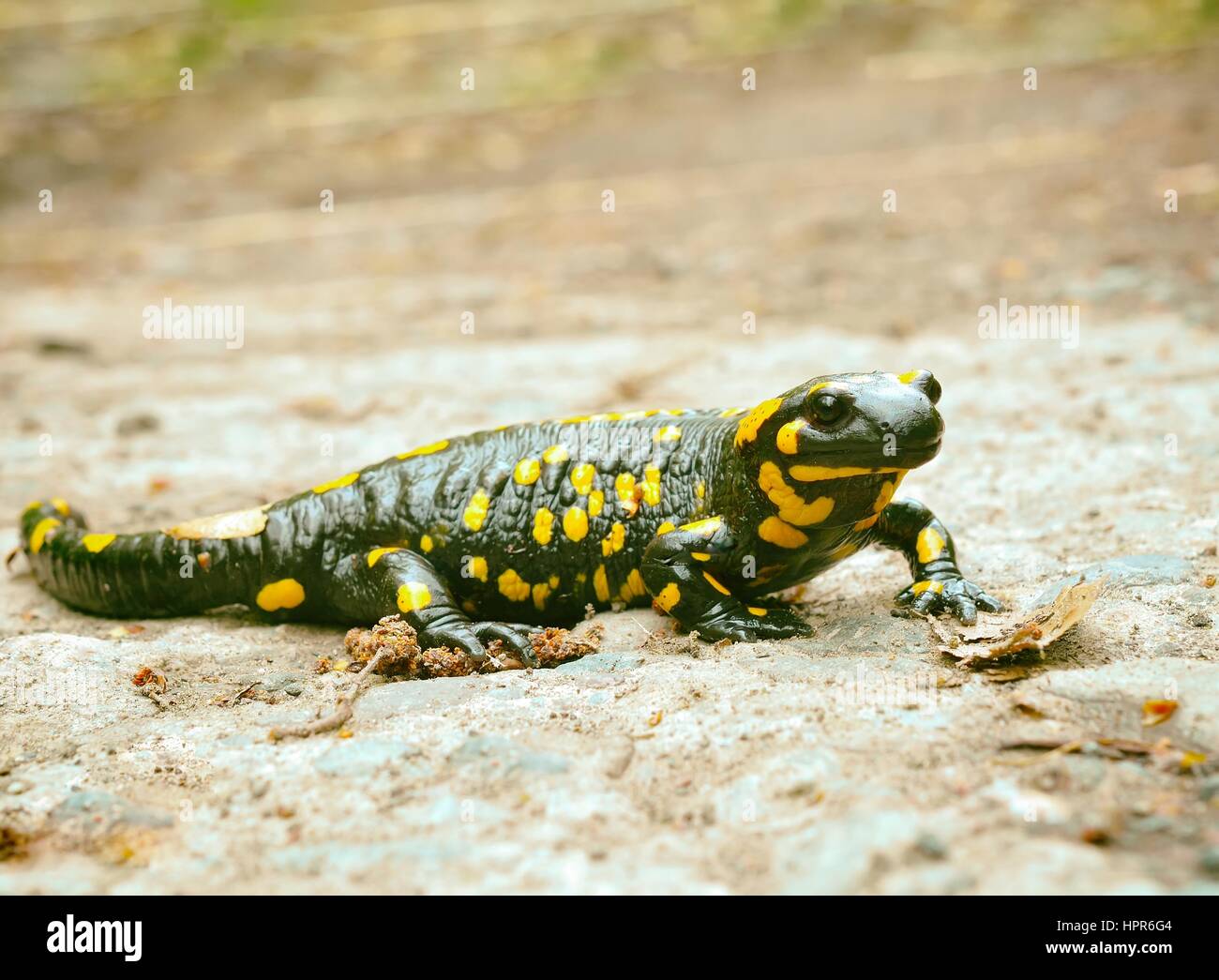 Common salamander hi-res stock photography and images - Alamy