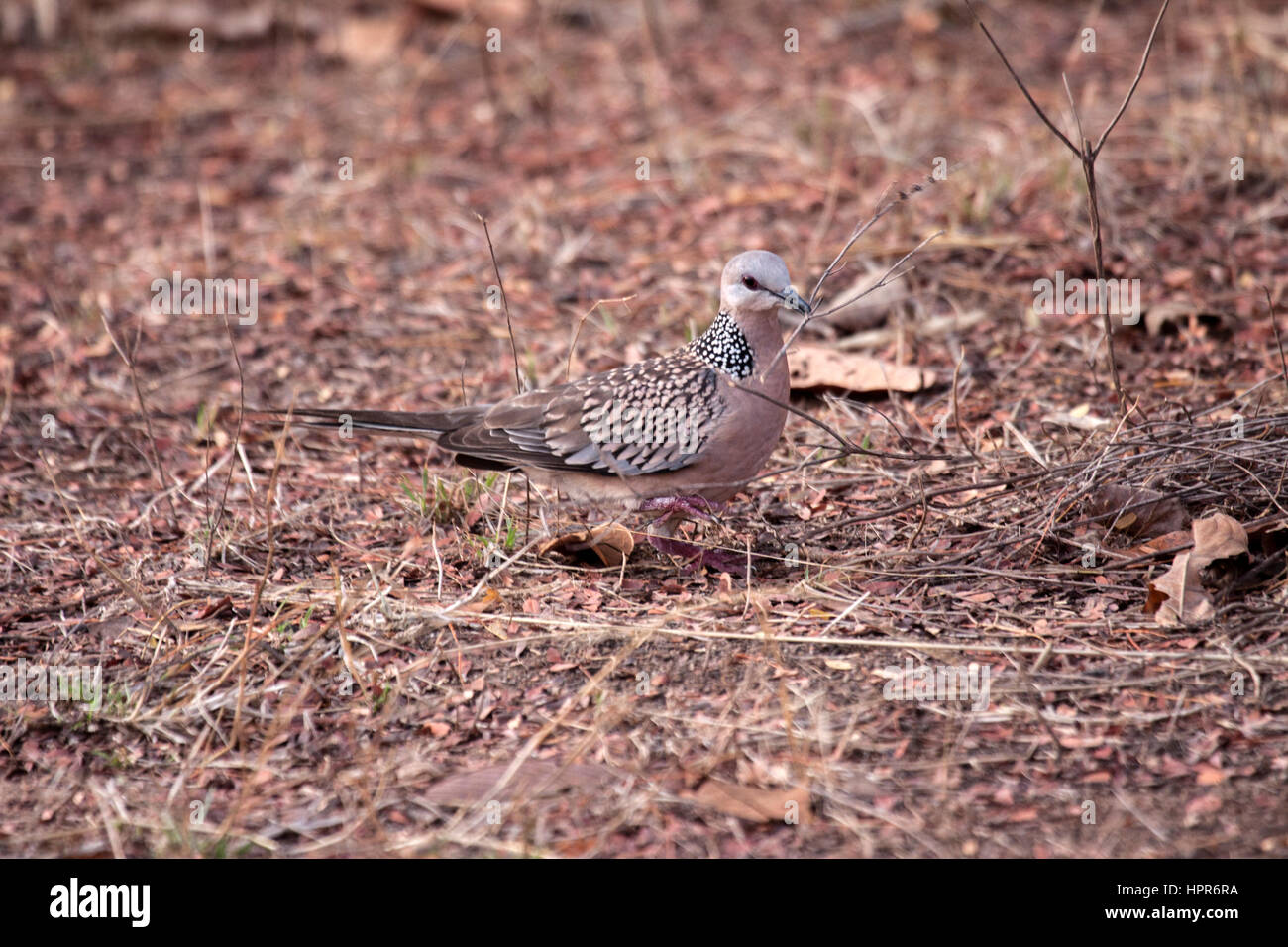 Doves in forest hi-res stock photography and images - Alamy