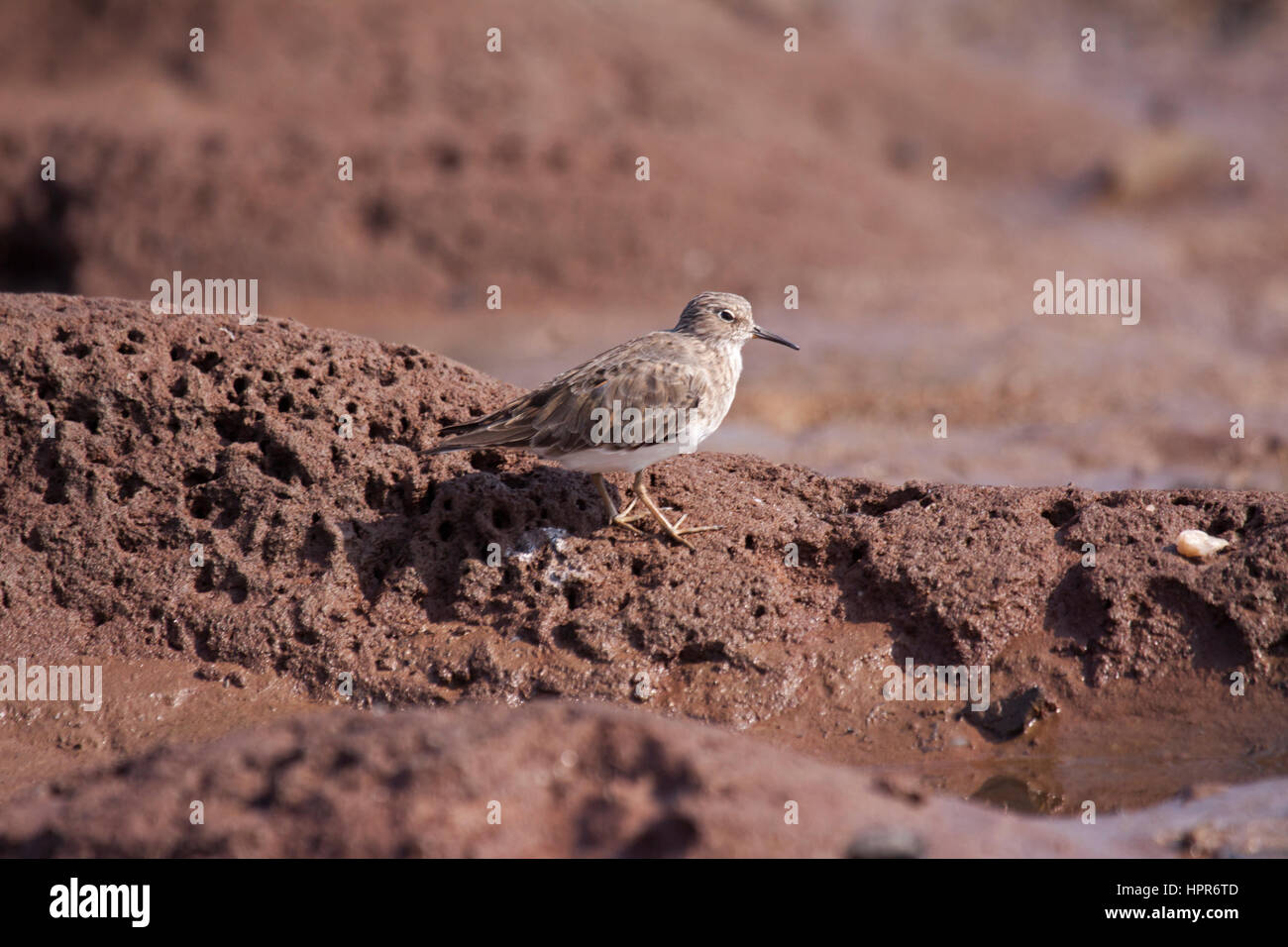 Temminks stint on mudbank of lakeshore in India Stock Photo - Alamy