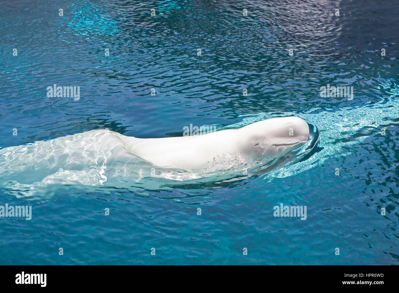 Beluga pod hi-res stock photography and images - Alamy