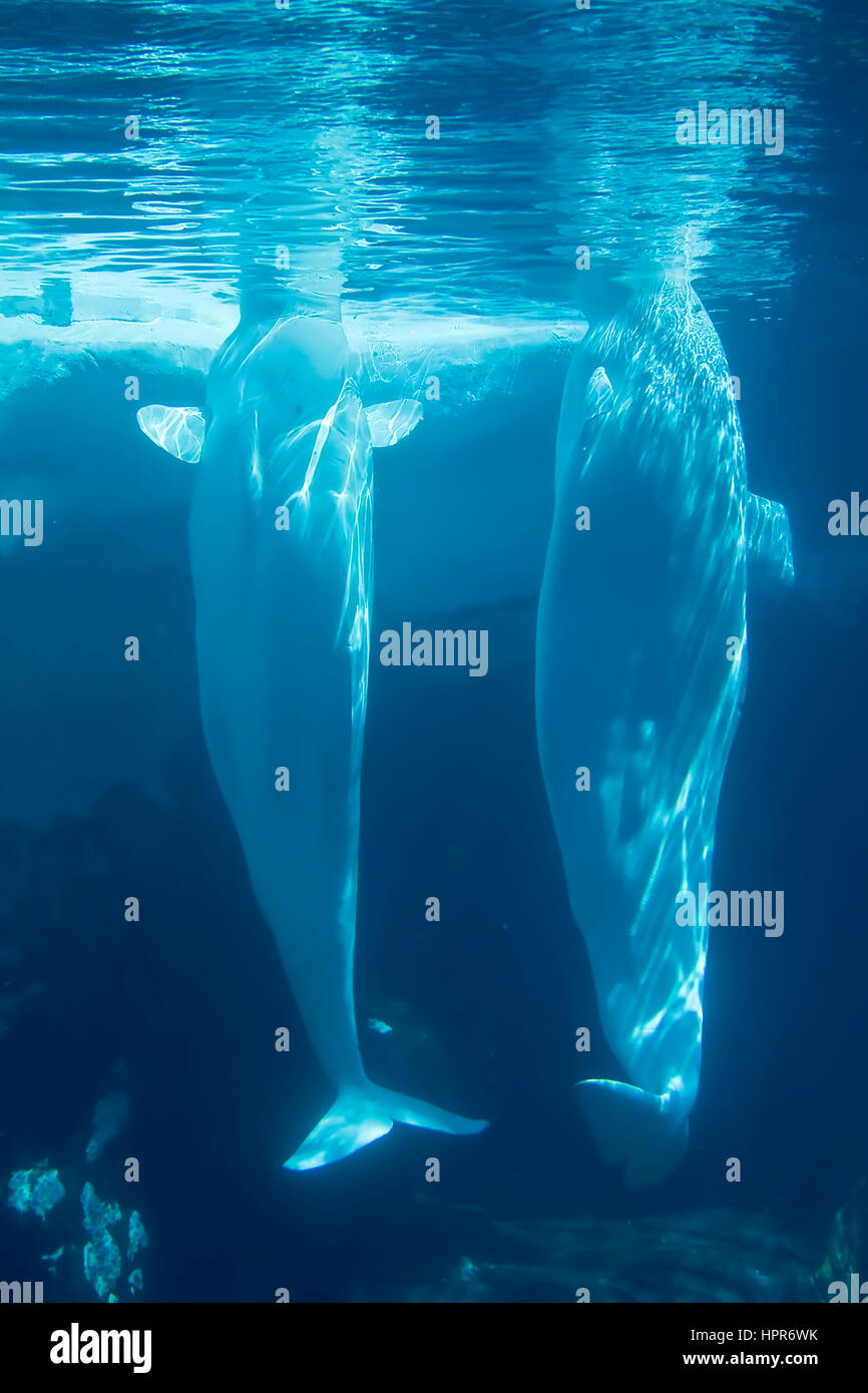 Beluga pod hi-res stock photography and images - Alamy
