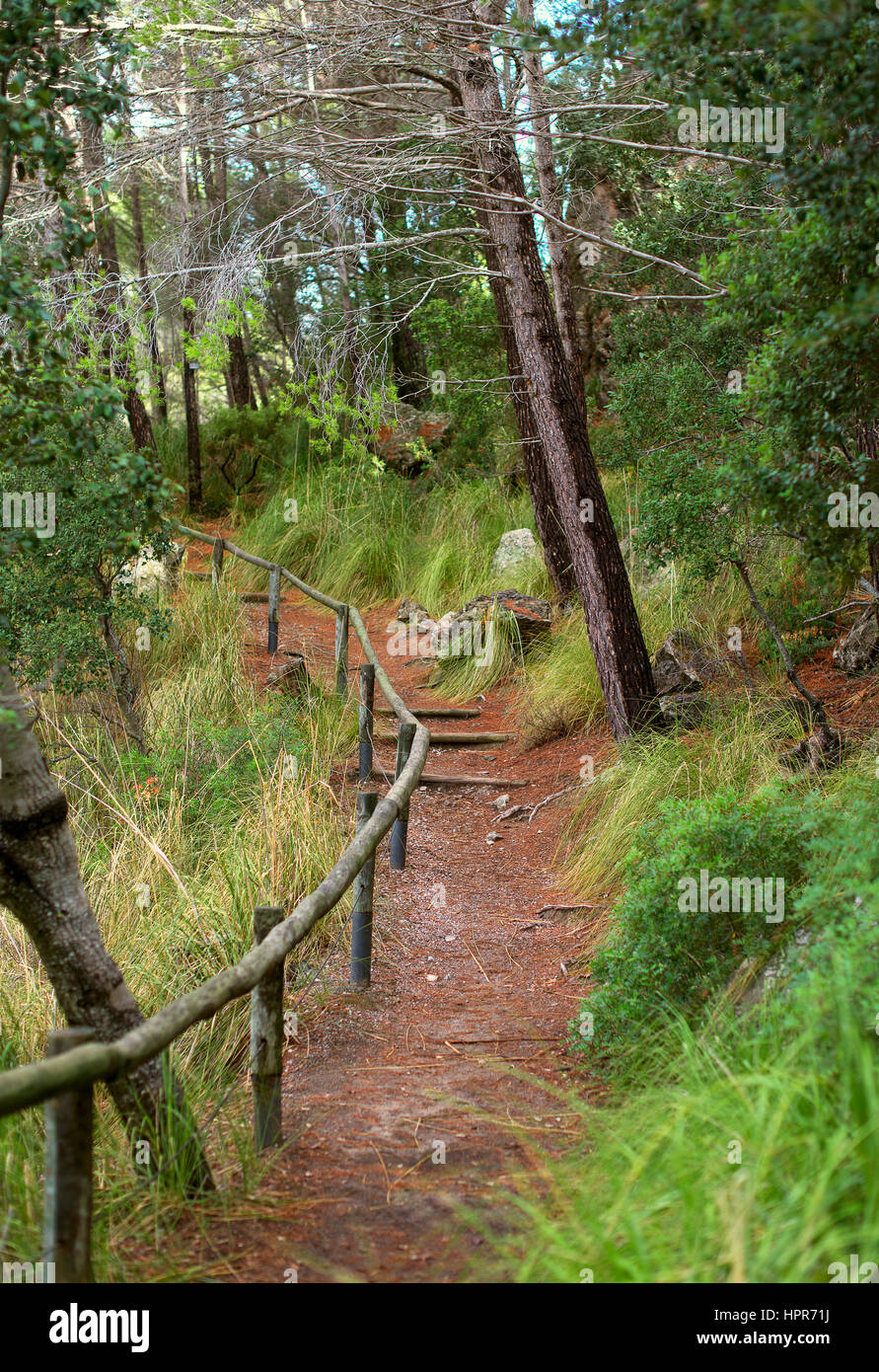 Pathway with wooden railing in the forest Stock Photo - Alamy