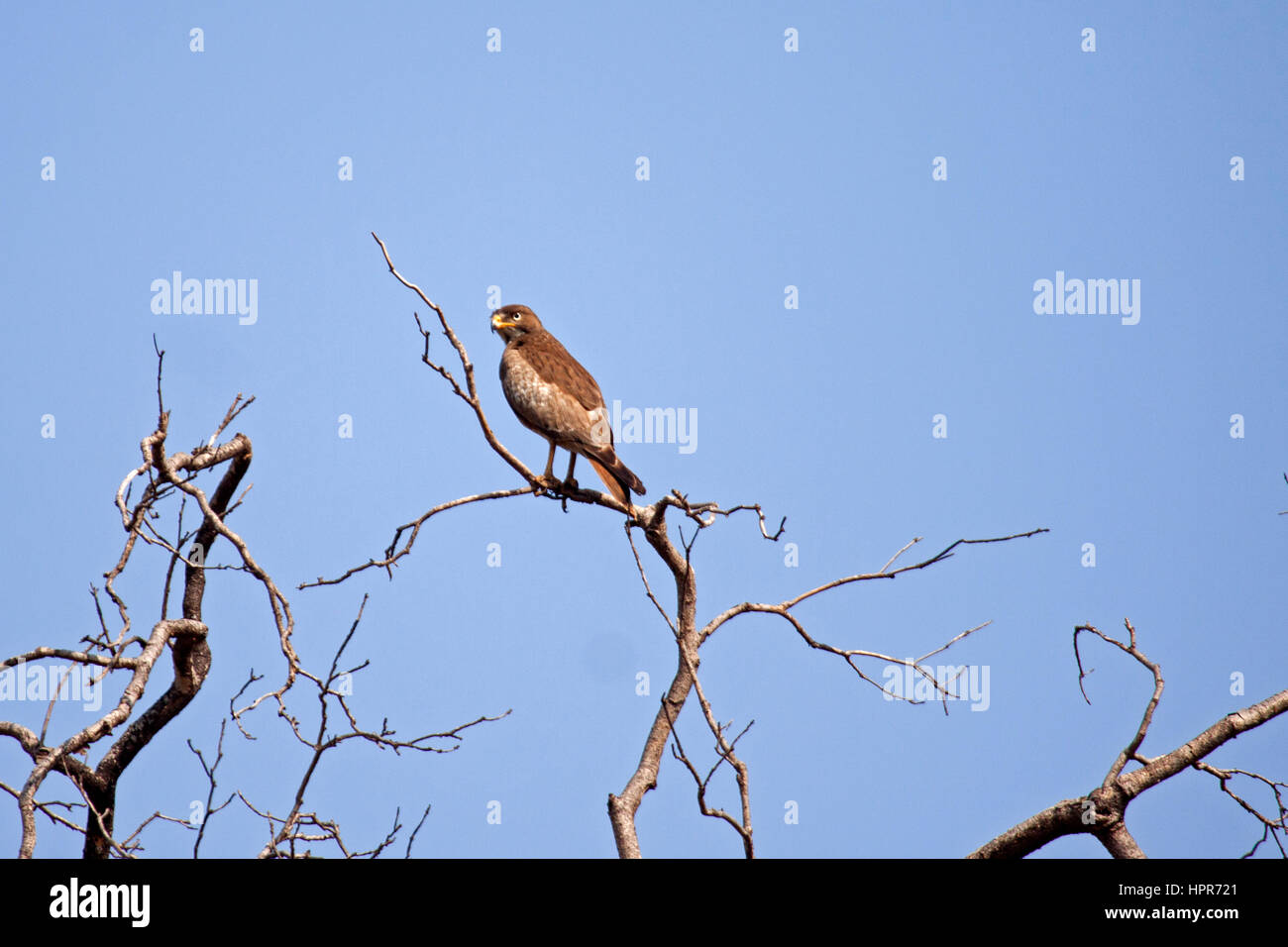 Buzzards tree hi-res stock photography and images - Alamy