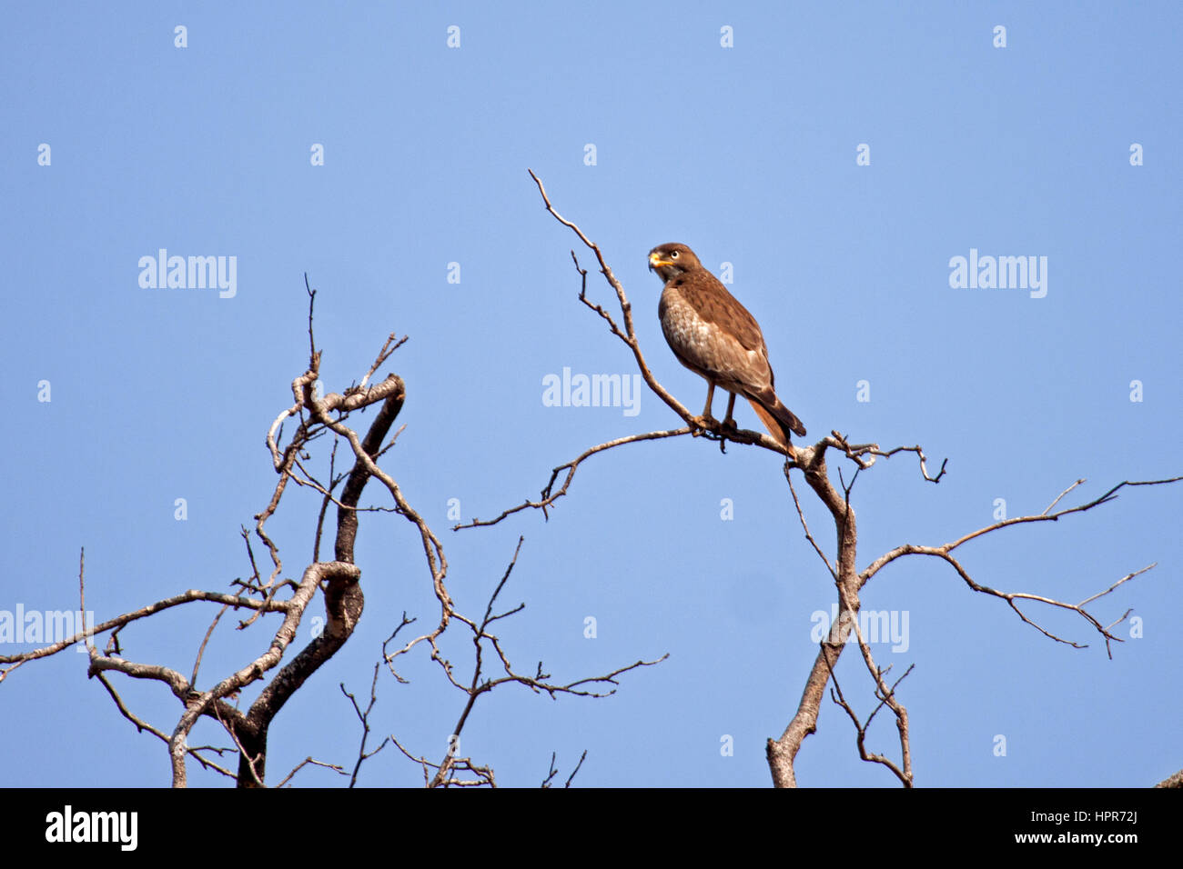 Buzzards Tree High Resolution Stock Photography and Images - Alamy