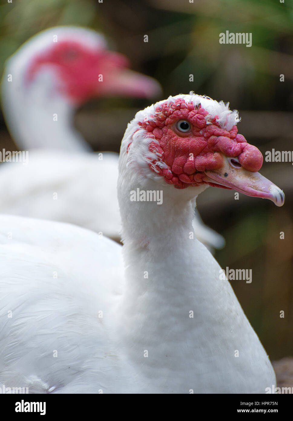 Portrait of white Muscovy duck outdoors Stock Photo - Alamy