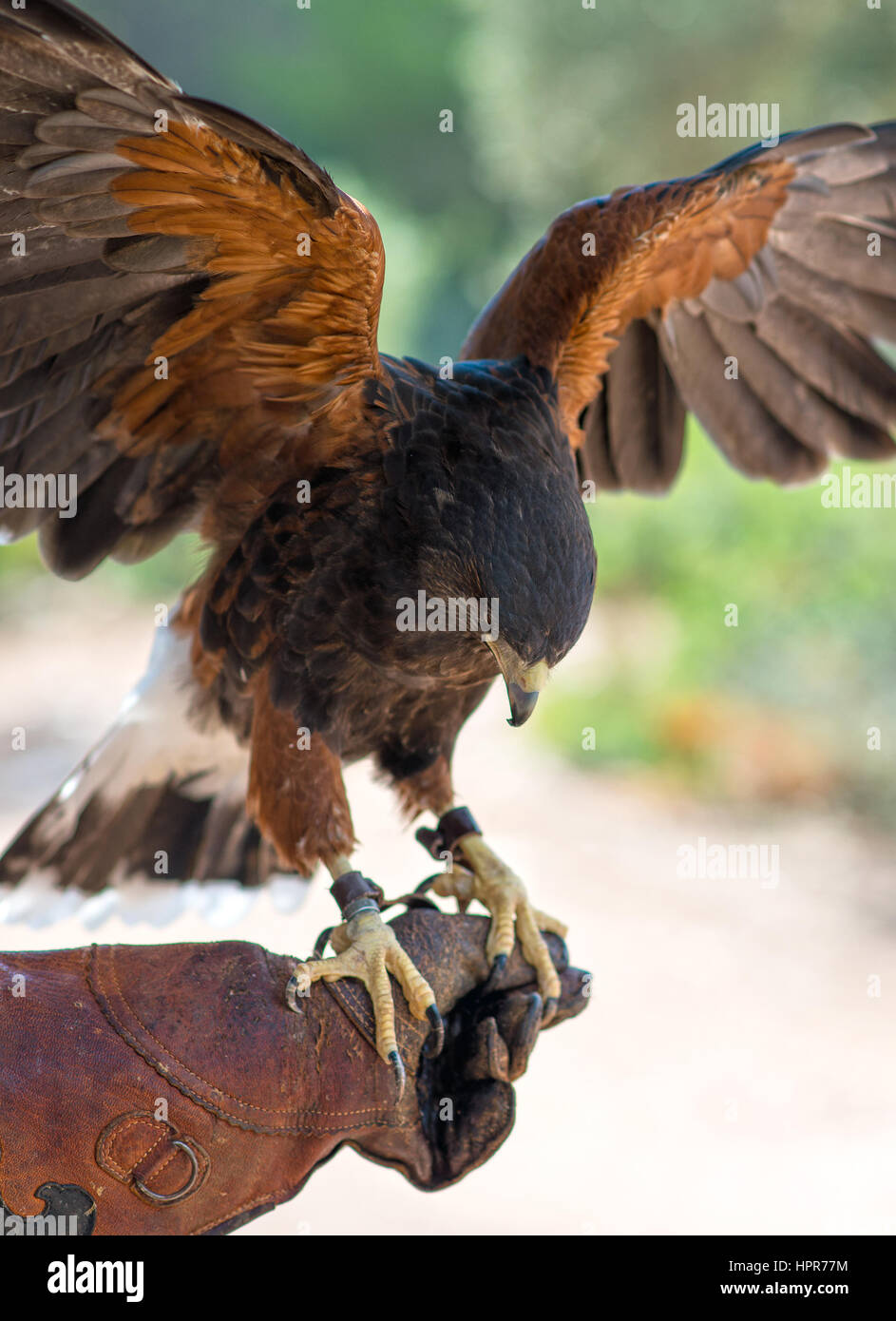 Brown hawk on the hand of falconer Stock Photo - Alamy