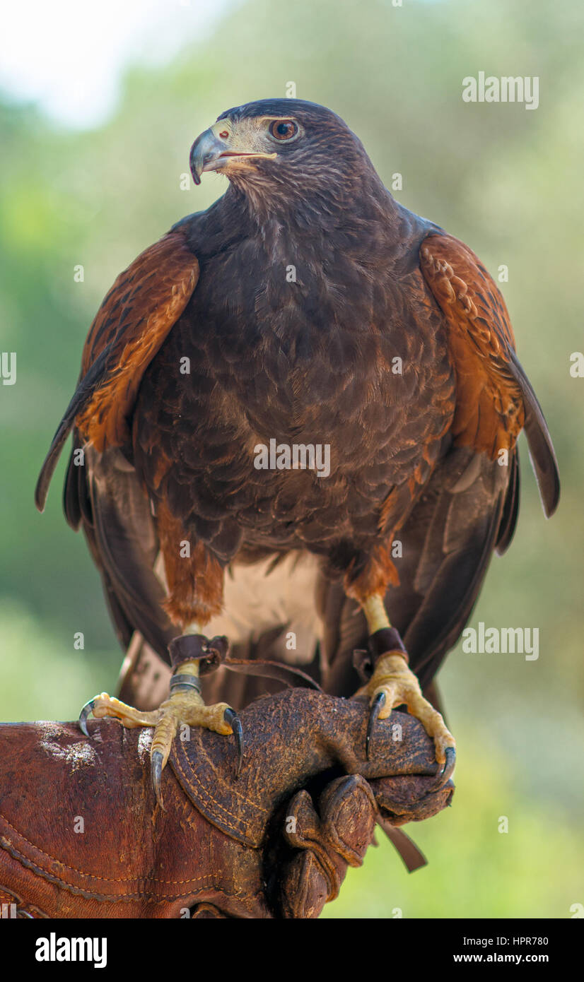 Brown hawk on the hand of falconer Stock Photo - Alamy