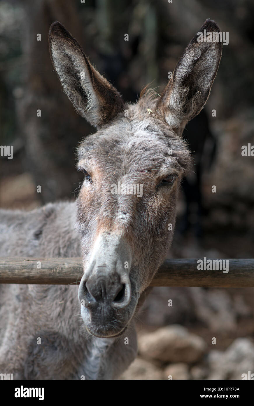 Sad donkey in the paddock for cattle Stock Photo - Alamy