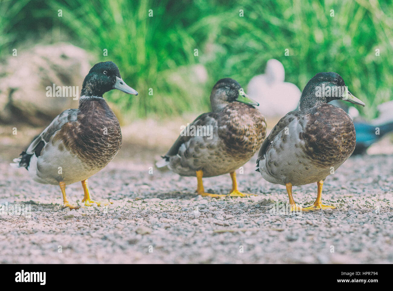 Three ducks in the barnyard Stock Photo - Alamy