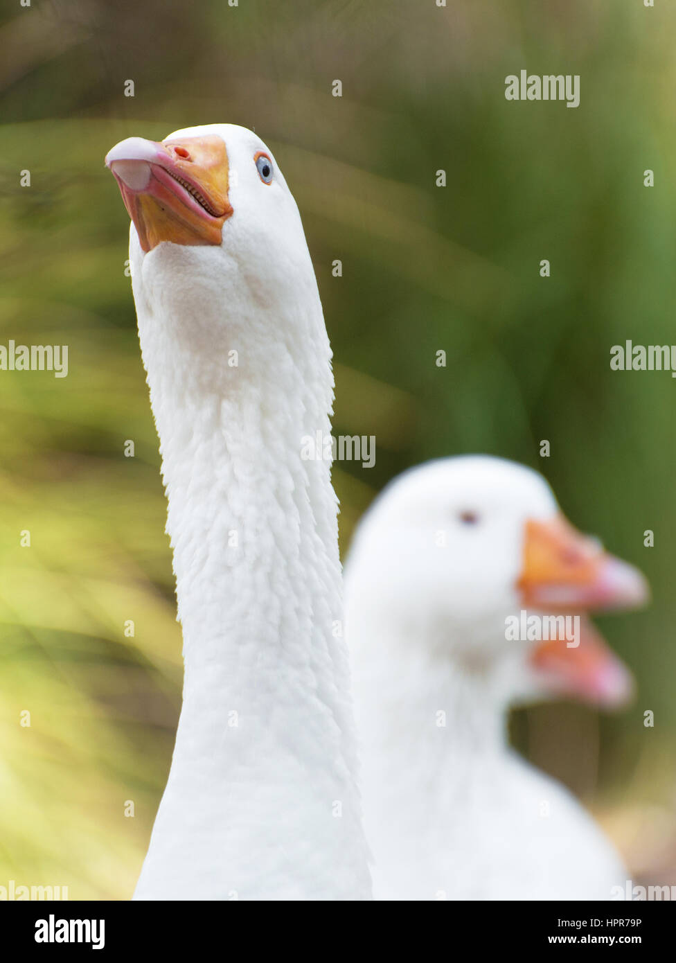 Portrait of white goose outdoors Stock Photo - Alamy