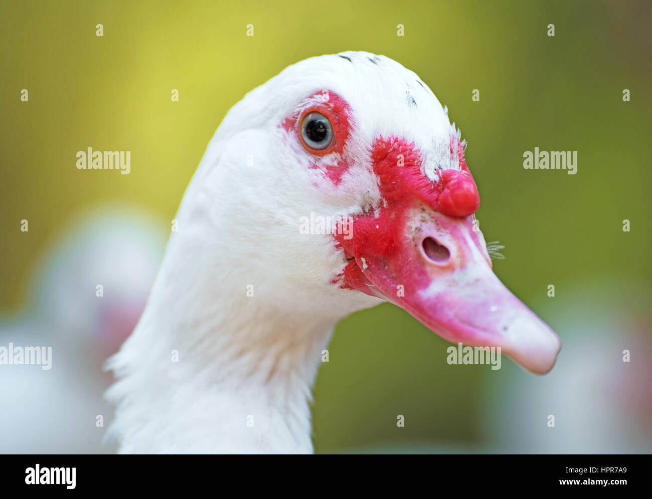 White muscovy hi-res stock photography and images - Alamy