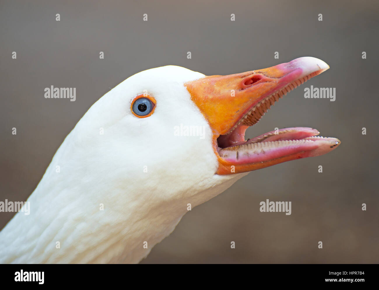 White duck portrait mouth hi-res stock photography and images - Alamy
