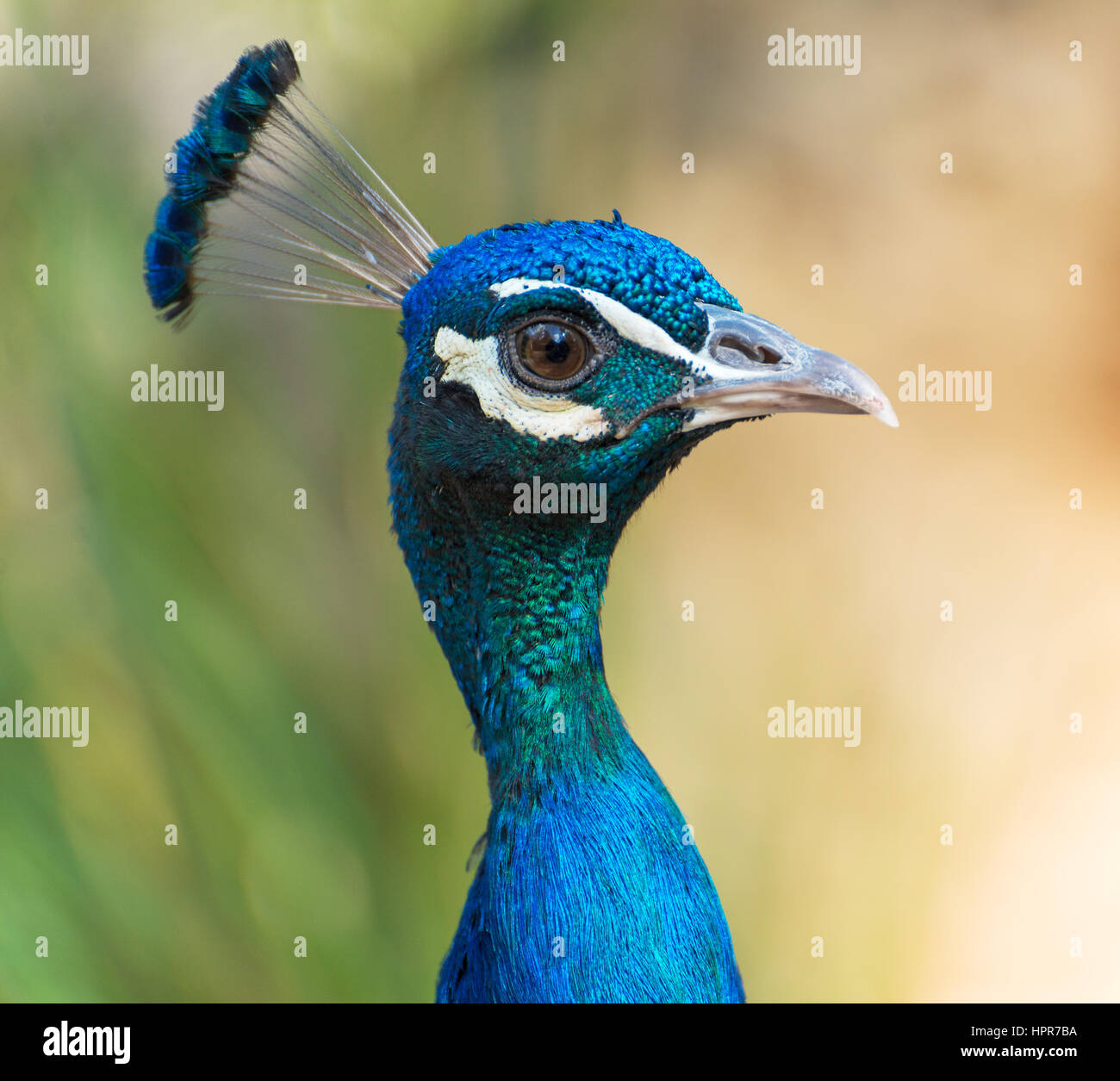 Portrait of blue peacock outdoors Stock Photo - Alamy