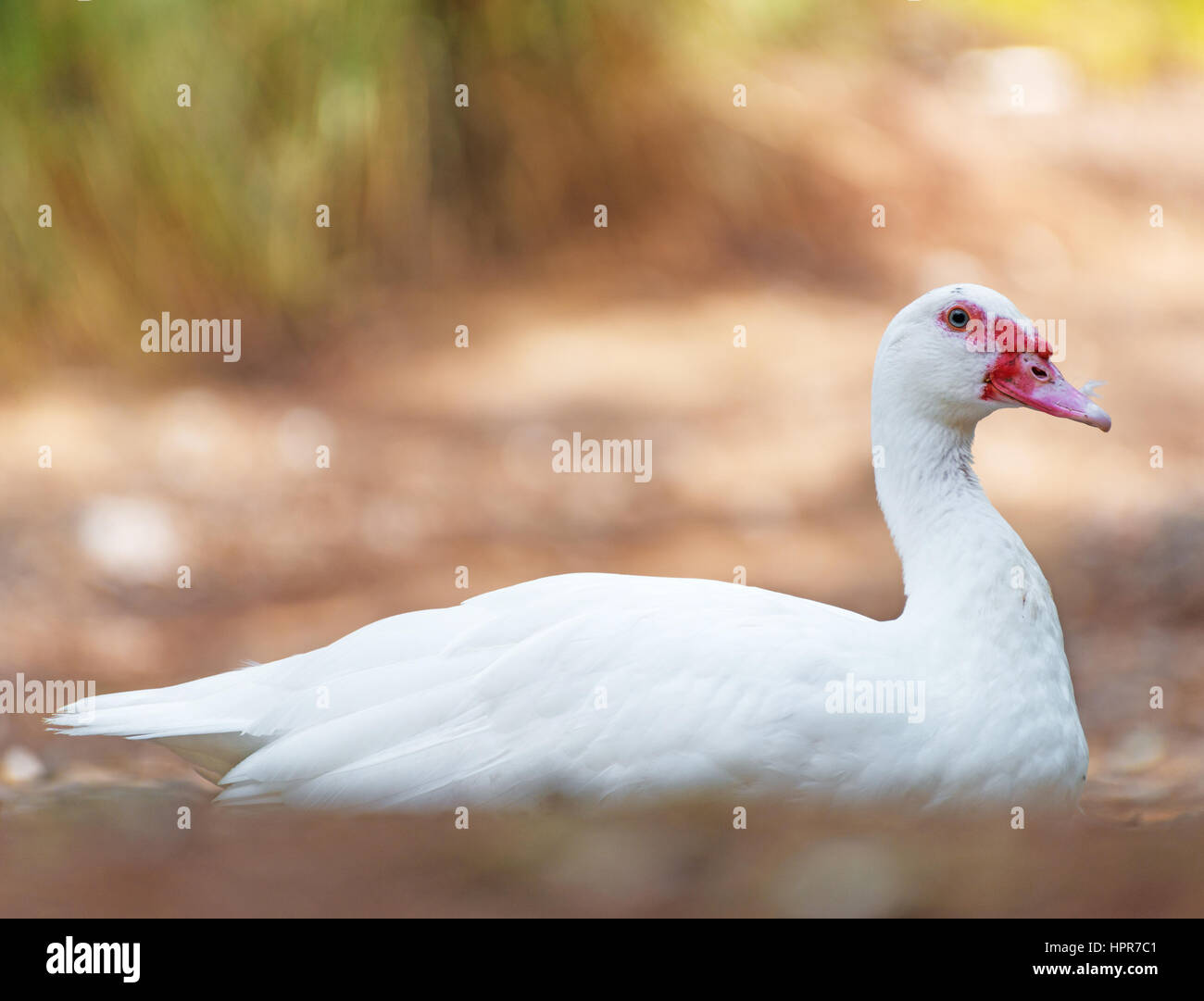 Portrait of white Muscovy duck outdoors Stock Photo - Alamy