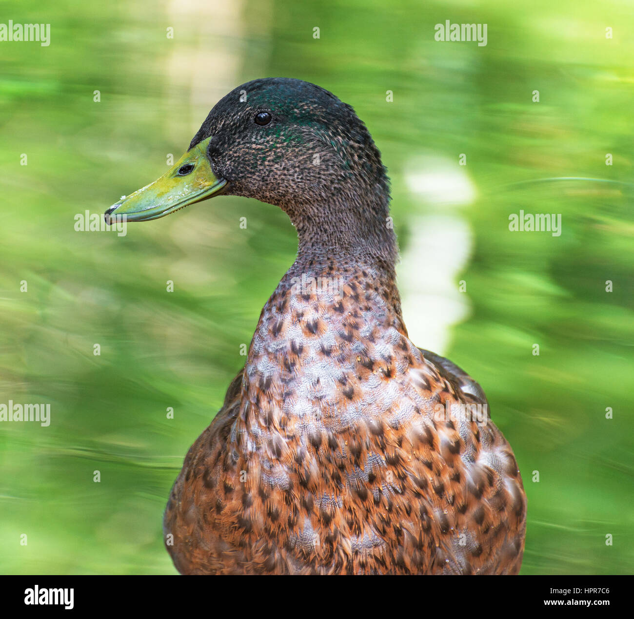 Portrait of mallard duck outdoors Stock Photo - Alamy