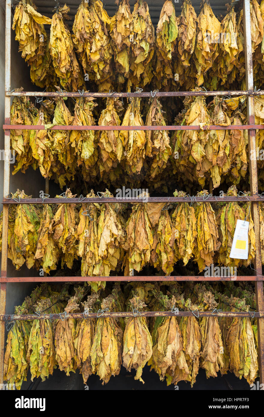 Tobacco curing process hi-res stock photography and images - Alamy