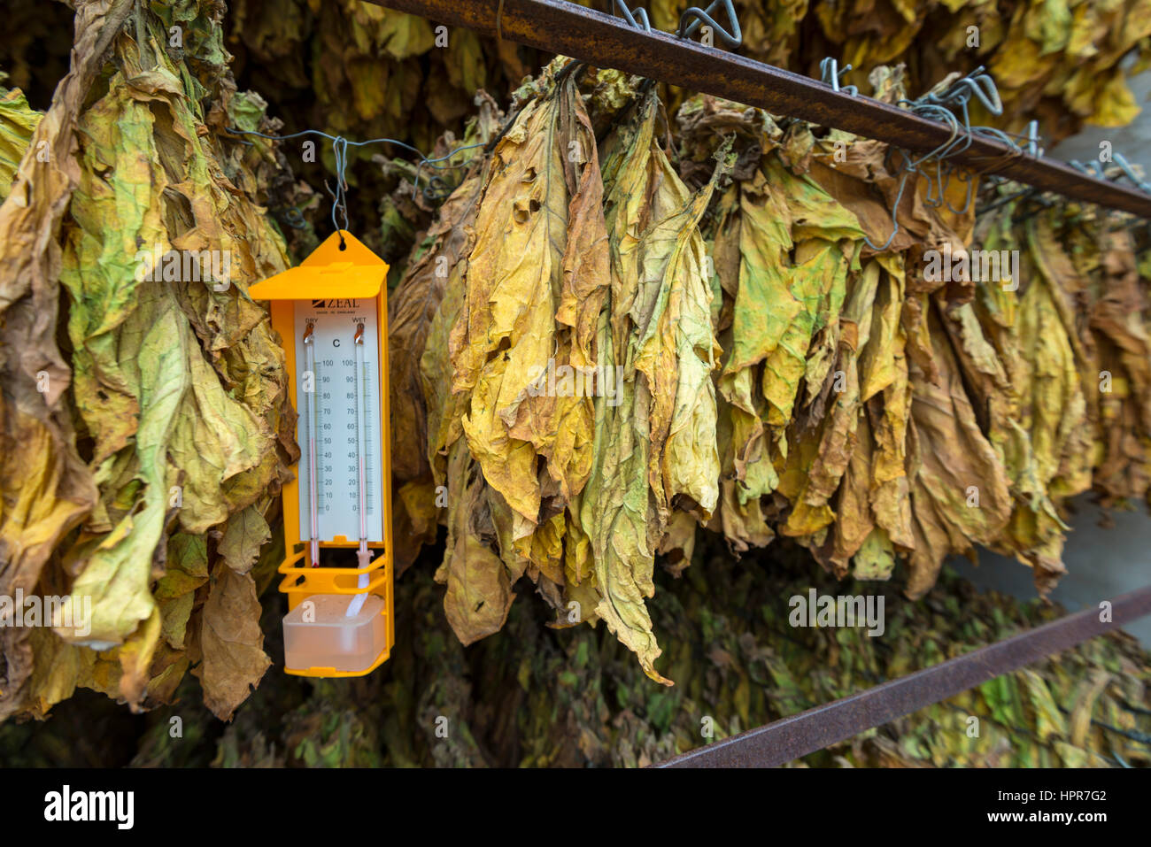 Tobacco curing process hi-res stock photography and images - Alamy