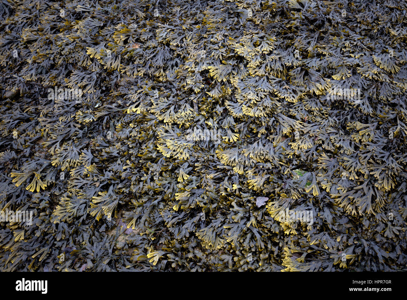 seaweed background or tile shot Stock Photo - Alamy