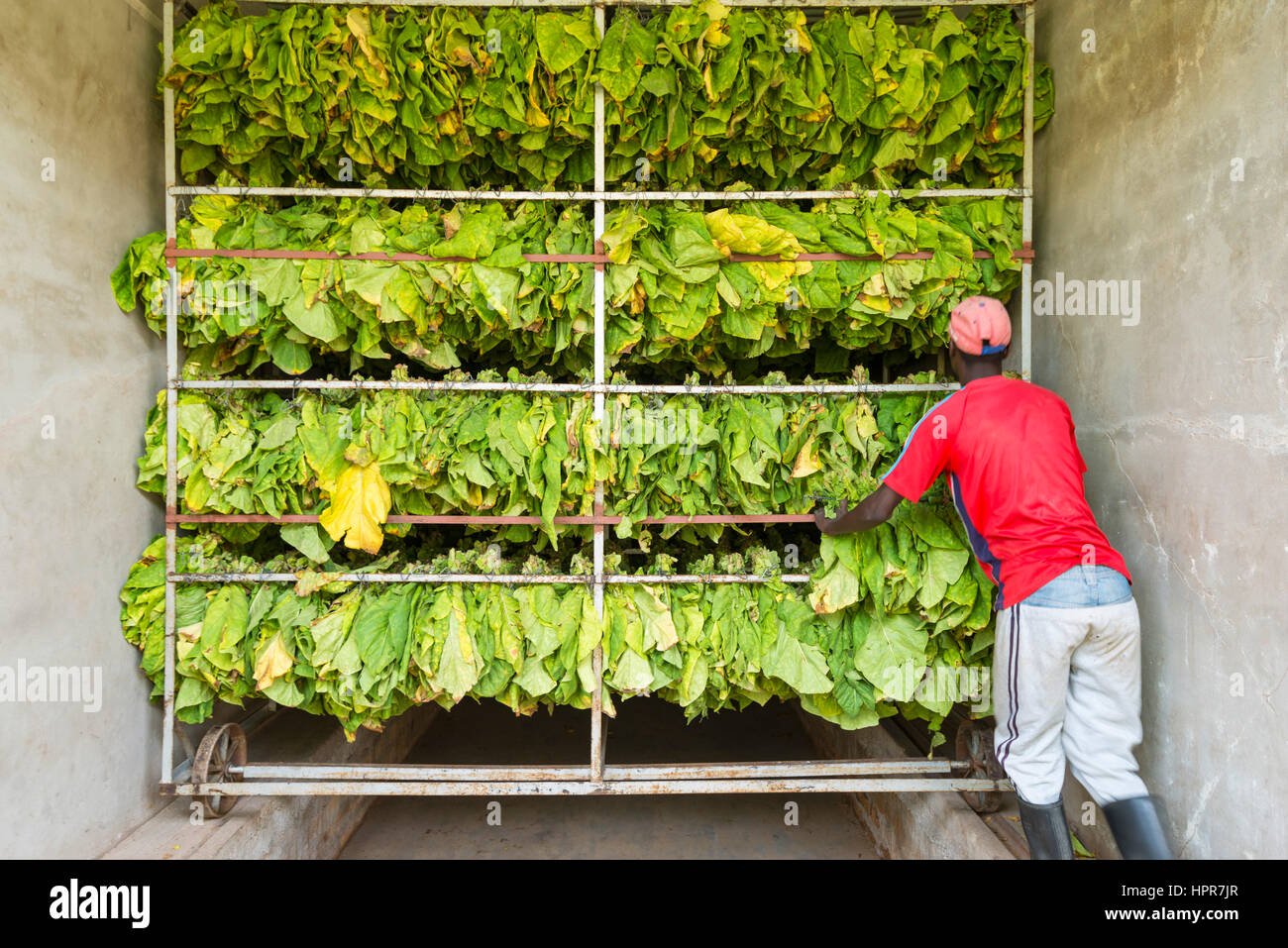 Tobacco curing process hi-res stock photography and images - Alamy