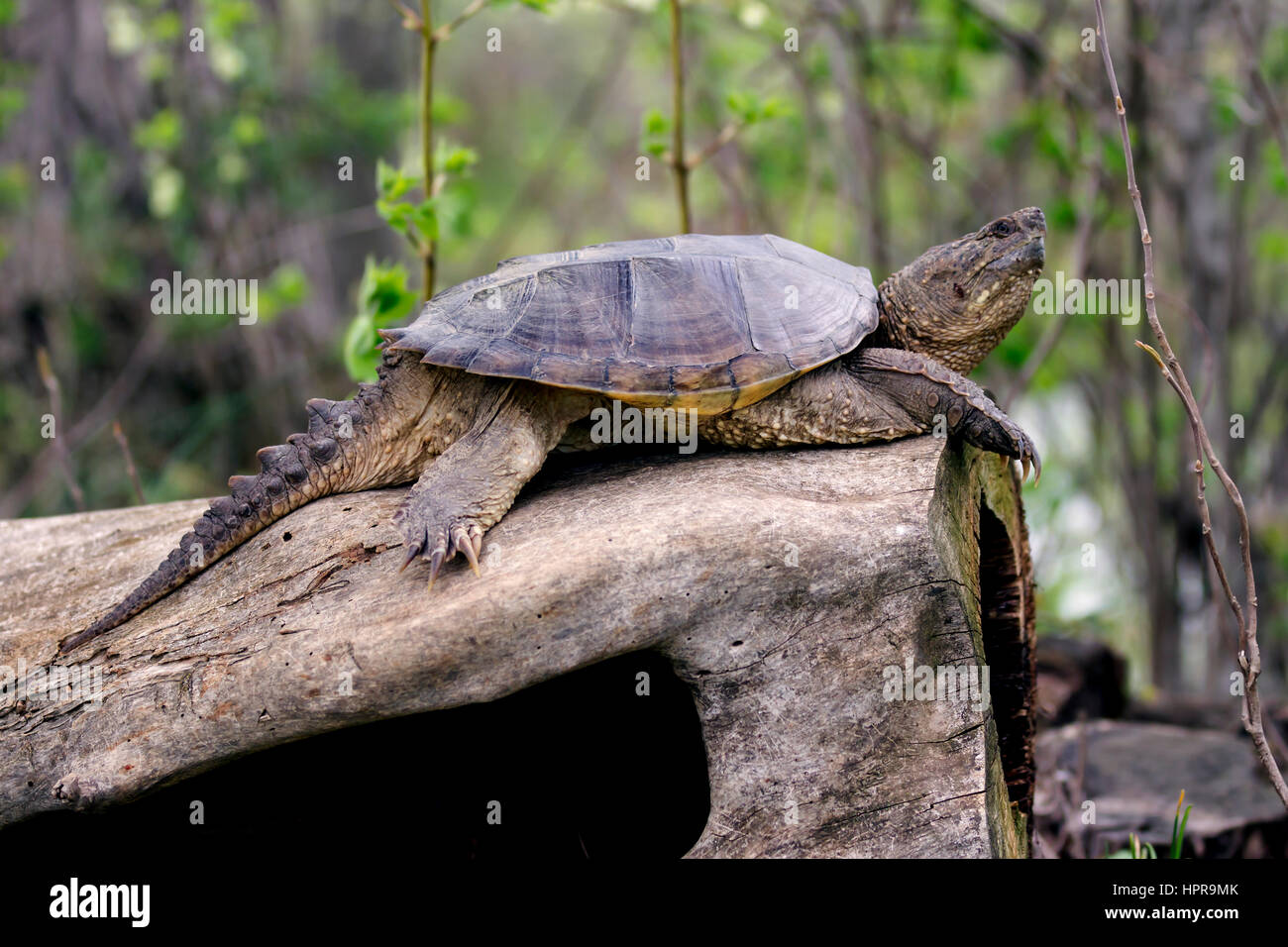 Alligator Snapping Turtle Bite Watermelon